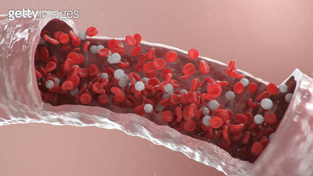 3d illustration of red blood cells inside an artery, vein. Healthy ...