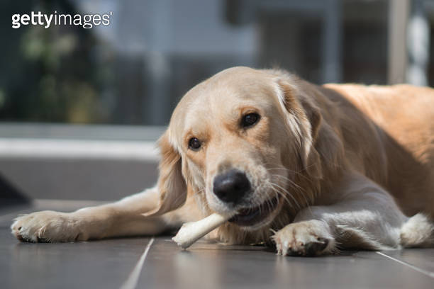 Golden retriever dog eating bone on the balcony. 이미지 (1284689854) - 게티이미지뱅크