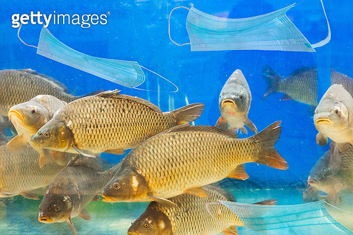 Fish swim among surgical masks under water. Environment pollution of ...