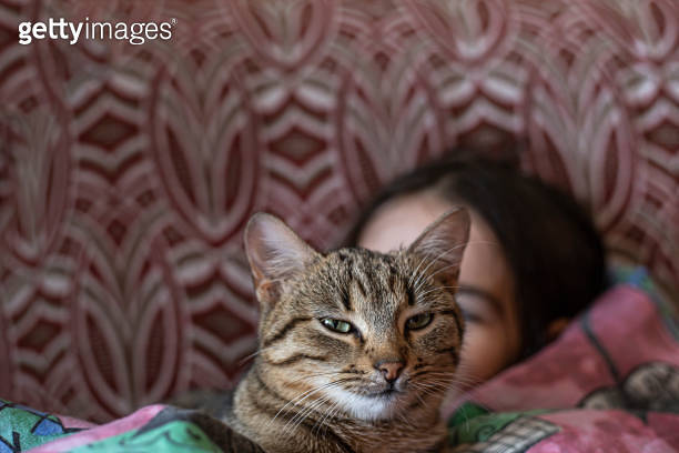 A cat and a girl wrapped and napping under the blanket on the sofa 이미지 ...