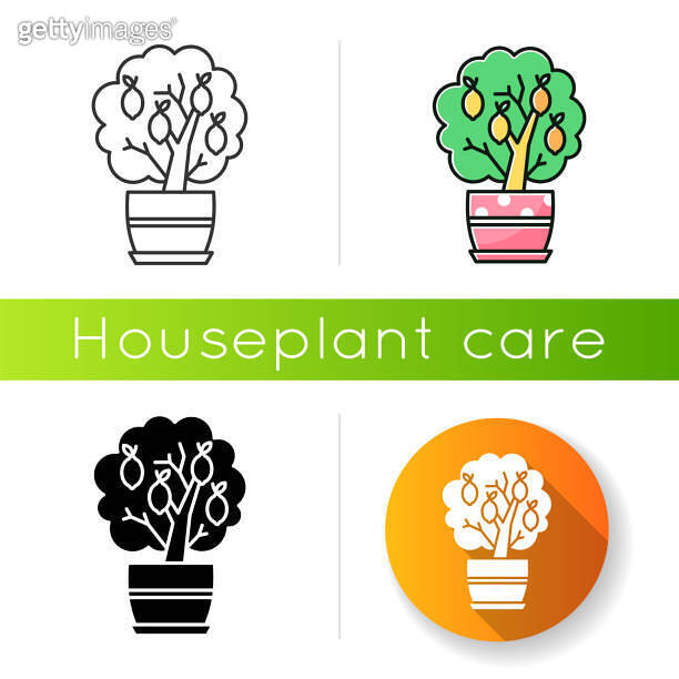Miniature lemon tree icon. Potted evergreen citrus. Indoor plant with ...