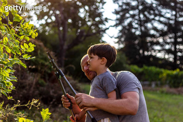 Cheerful young father teaching his son to prune hedge with hand shears ...