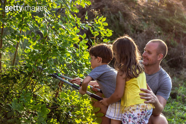 Dad and his two kids with secateurs cutting off leaves in the garden ...