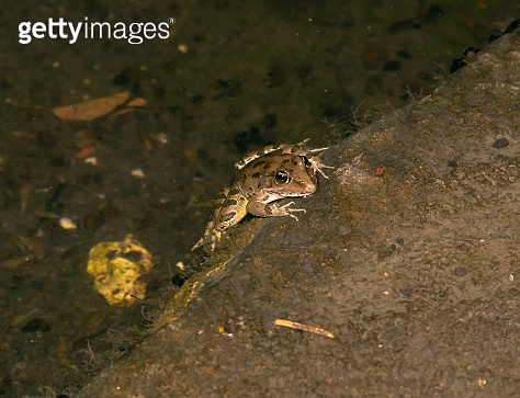 The river amphibian frog sits at night in shallow water in the Golan ...