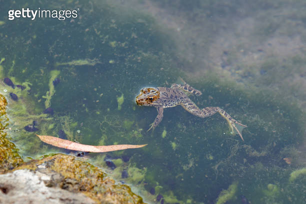 Amphibian river frog sits in the morning on the river bank in the Golan ...