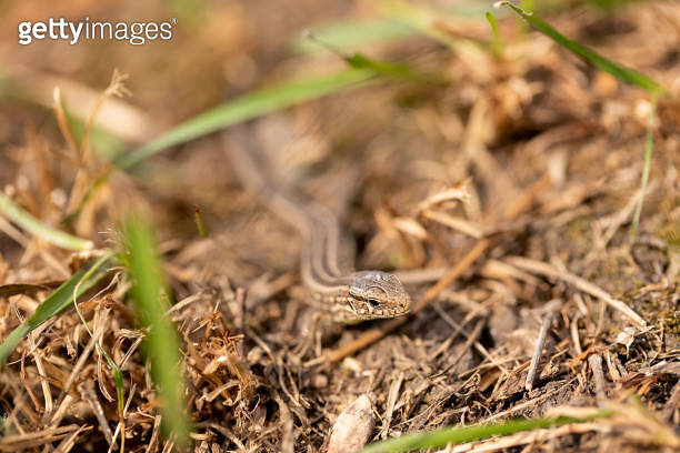 The lizard runs on the ground. Reptile animal. Fauna. Selective focus ...