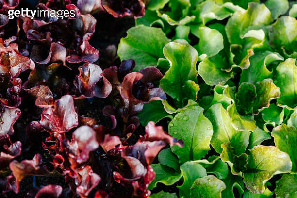 bird's eye view of fresh, green and red lettuce plants 이미지 (1217651968 ...