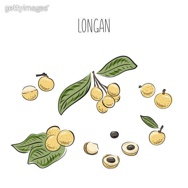 Longan vector drawing. Hand drawn tropical fruit illustration. Colorful ...