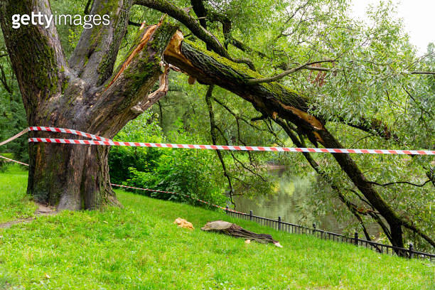 A large tree with a broken branch is fenced with a signal line for the ...