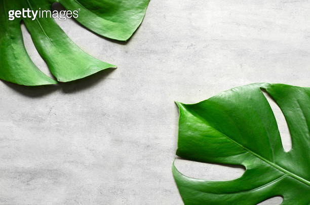 Monstera leaf on grey concrete background. View from above. Monstera ...