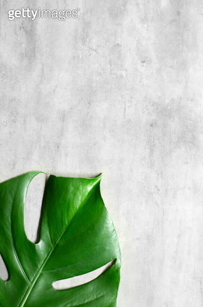 Monstera leaf on grey concrete background. View from above. Monstera ...
