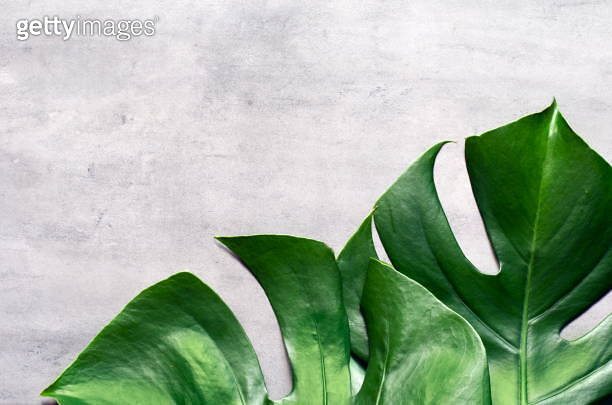 Monstera leaf on grey concrete background. View from above. Monstera ...
