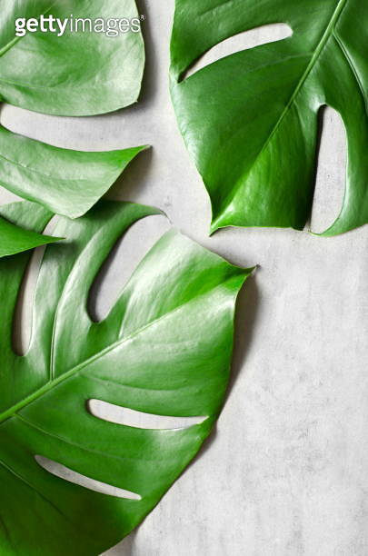 Monstera leaf on grey concrete background. View from above. Monstera ...