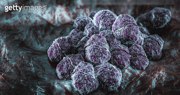 Science Photo of bacteria Staphylococcus is a genus of Gram-positive ...