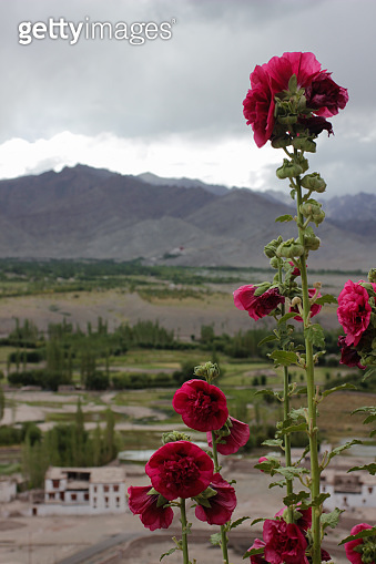 Red Flowers and Tibetan Landscape (Ladakh, India) 이미지 (1252608756) - 게티 ...