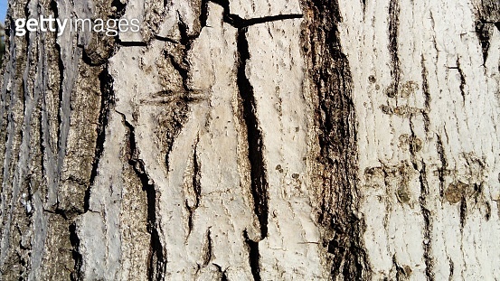 The bark of an old thick tree. Light gray trunk color with dark cracks ...