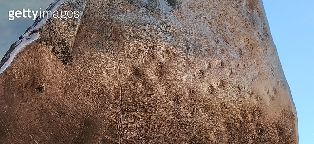 Bronze metal surface. Uneven metal texture with scratches, gouges and ...