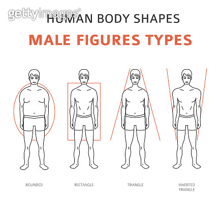 Human body shapes. Male figures types set (1225048702) 일러스트, 무료 일러스트 ...