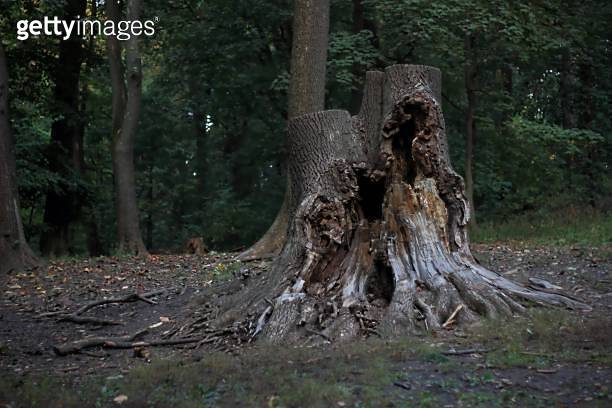 Old rotten huge tree stump in the middle of a dark forest (1279975865 ...