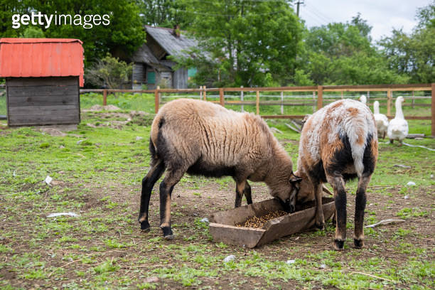Sheep graze in barnyard, eating food. Rural organic nature animals farm ...