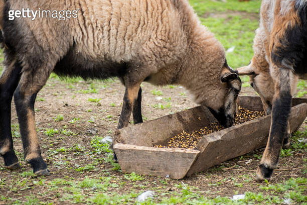 Sheep graze in barnyard, eating food. Rural organic nature animals farm ...