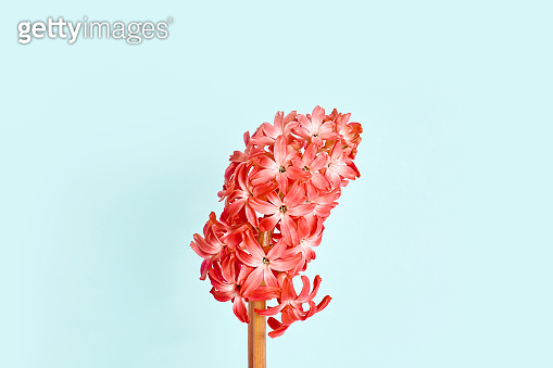 flower composition. beautiful red hyacinth on a blue background close ...