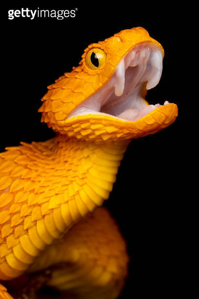 Bush Viper Venomous Snake displaying fangs (Atheris squamigera ...