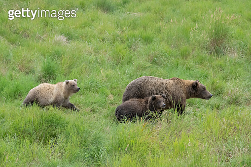 Female Brown Bear with two cute chubby cubs in Katmai National Park 이미지 ...