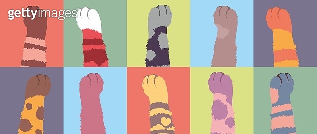 Paws of cats of different colors. 10 spotted, striped, one-color cat ...