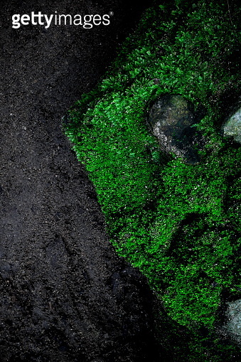 Portrait of dark green creepy moss texture background in face image on ...