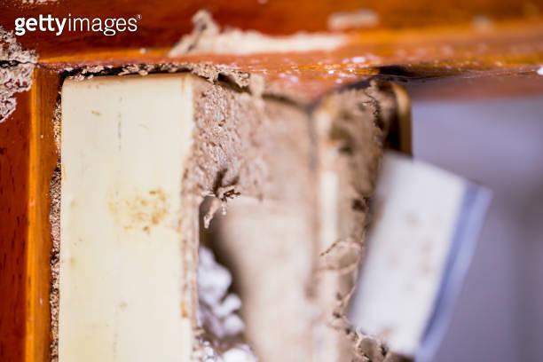 Termites destroy wooden doors in the kitchen and the location of ...