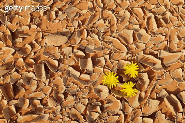 Bright yellow flowers blooming on a cracked desert soil. Rebirth, sign ...
