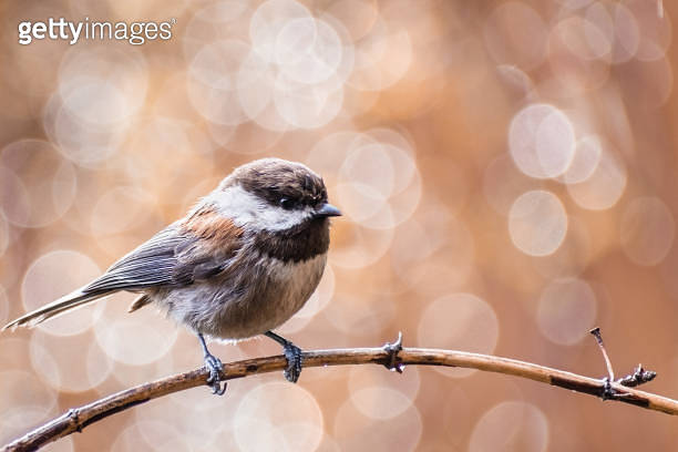 Close up of Chestnut backed Chickadee (Poecile rufescens) perched on a ...