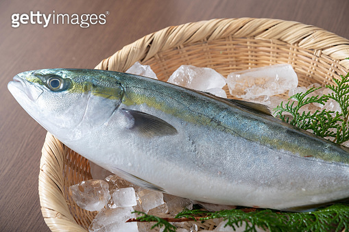 Inada, japanese whole raw yellow tail 이미지 (1221910906) - 게티이미지뱅크