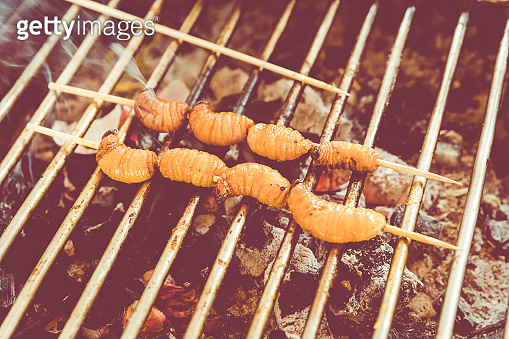 Edible palm weevil larvae (Rhynchophorus phoenicis) at traditional food ...