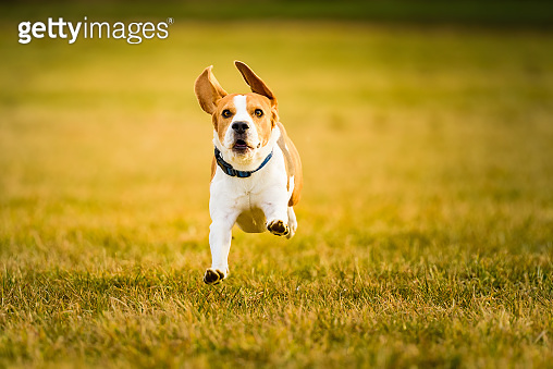 Dog Beagle running fast and jumping with tongue out through green grass field in a spring ...