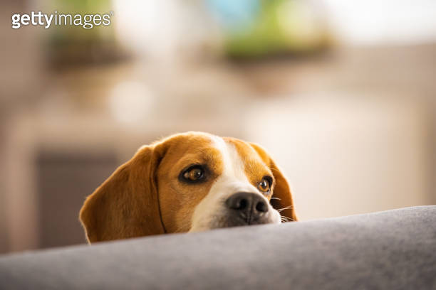Beagle dog falling asleep and take some rest in funny position ...