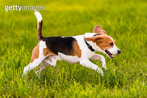 Dog Beagle running and jumping with tongue out through green grass field in a spring (1266434007 ...