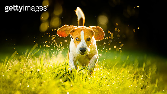 Dog Beagle running fast and jumping with tongue out through green grass field in a spring ...