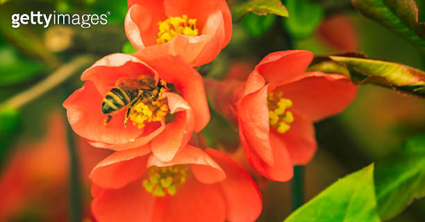 Honey Bee collecting pollen from red flowers of Japanese quince in ...