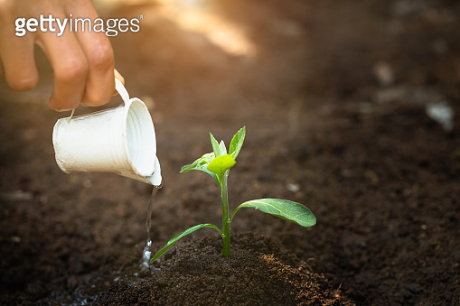 Woman hand watering young tree green.Planting seedlings to reduce ...