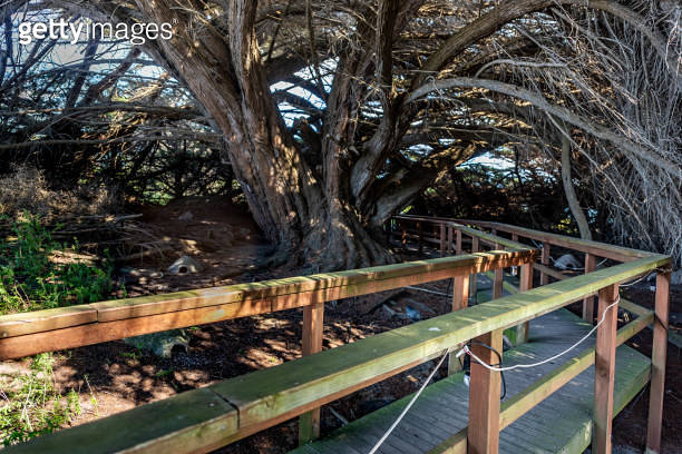 Diamond Island Nature Reserve at Cod Rock, Bicheno Beach in Glamorgan ...