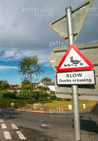 Duck Crossing Sign in Otford, England 이미지 (1257271854) - 게티이미지뱅크