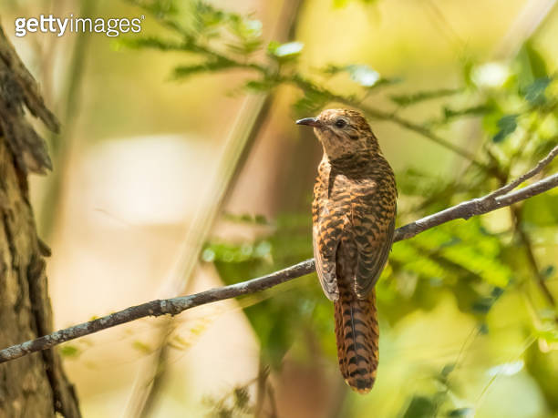 Violet Cuckoo (Chrysococcyx xanthorhynchus) 이미지 (1216313164) - 게티이미지뱅크