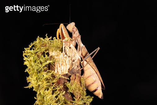 Giant Asia Mantis 이미지 (1215267613) - 게티이미지뱅크