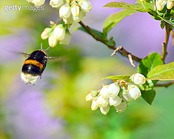 Bumblebee visiting blueberry bush in bloom (1223827980) - 게티이미지뱅크
