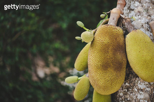 Organic jackfruit also known as jack tree in Thailand 이미지 (1197201378 ...