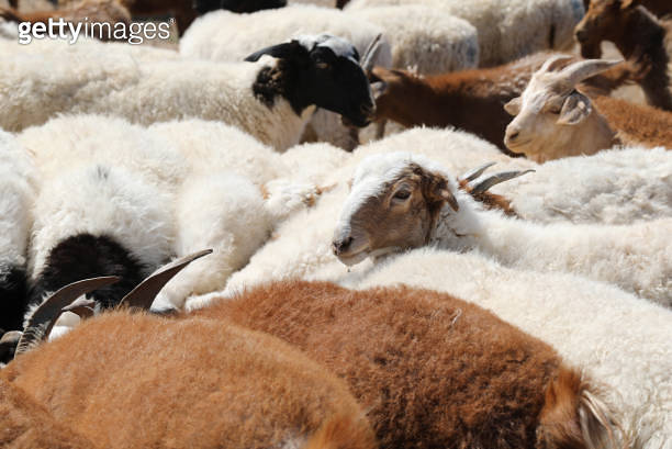 Mongolian Goats and Sheep in Gobi Desert 이미지 (1195297853) - 게티이미지뱅크