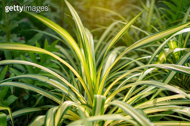 Yellow and green long leaves of Scewpine or Pandanas plant in garden ...