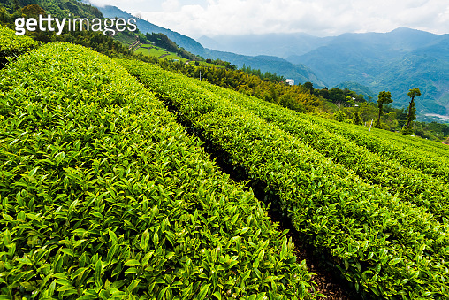 tea plantation in the mountaintop of Alishan in Taiwan. (1203351321 ...